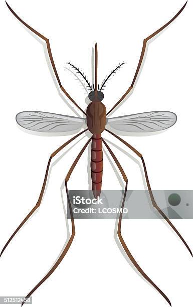 Nature Mosquito Stilt Top View向量圖形及更多埃及伊蚊圖片 埃及伊蚊 停滯 傳染病 Istock