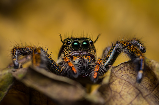 Makro Labalaba Melompat Foto Stok - Unduh Gambar Sekarang - Alam ... Makro Labalaba Melompat Foto Stok - Unduh Gambar Sekarang - Alam ...