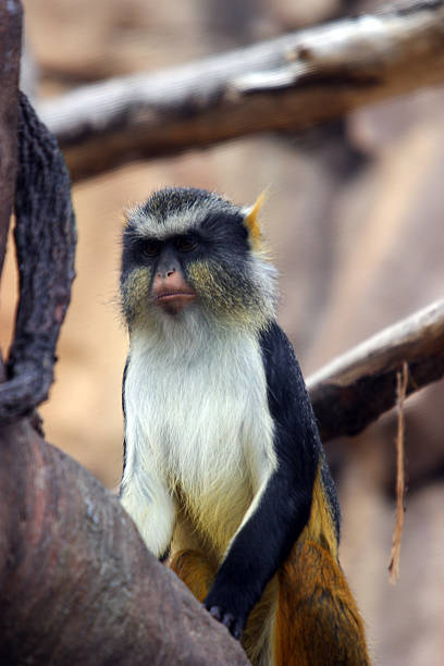 Free Stock Photo of Wolf s mona monkey also known as Wolf s guenon ...