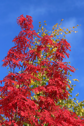 Sorbus Aucuparia 산 아시 0명에 대한 스톡 사진 및 기타 이미지 0명 가을 나무 Istock