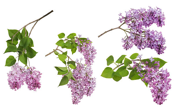 Lilac Bush Pictures | Download Free Images on Unsplash