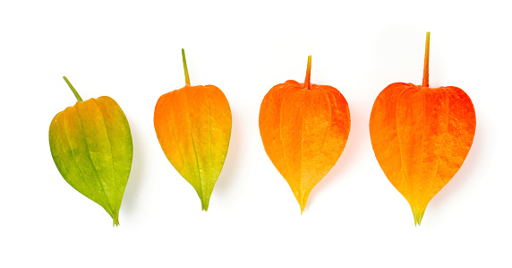 Physalis 흰색 바탕에 흰색 배경 0명에 대한 스톡 사진 및 기타 이미지 0명 4가지 개체 밝은 색상 Istock