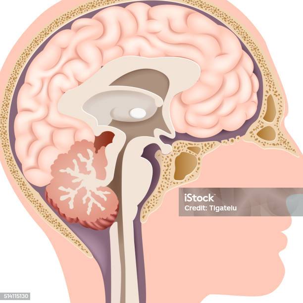 Ilustrasi Kartun Anatomi Otak Internal Manusia Ilustrasi Stok Unduh