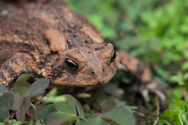 Free picture: fowlers, toad, frog