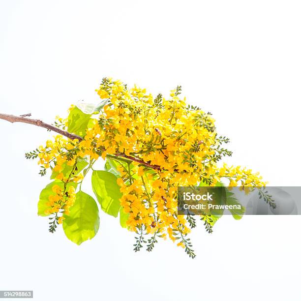 Pterocarpus Indicus 꽃 흰색 바탕에 흰색 배경 0명에 대한 스톡 사진 및 기타 이미지 0명 나뭇가지 사진