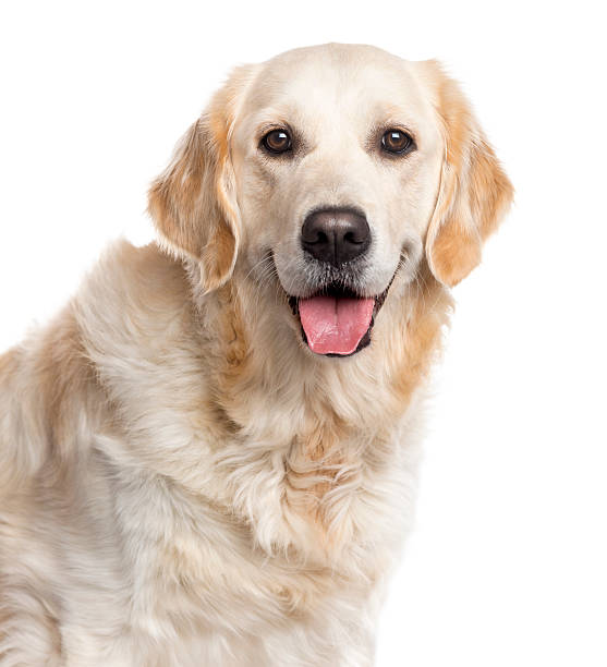 16600 Golden Retriever Sonriendo Fotografías De Stock Fotos E Imágenes Libres De Derechos