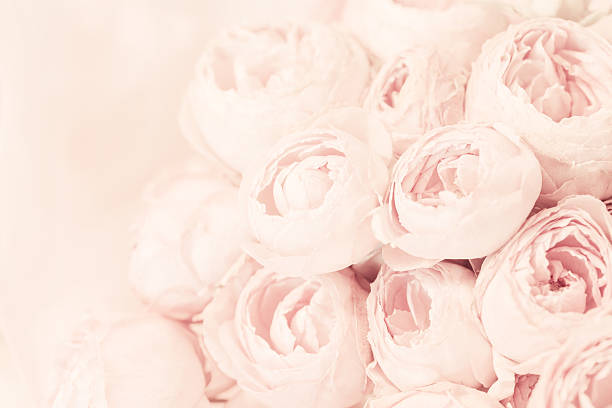Rosa Pastel Pictures | Download Free Images on Unsplash