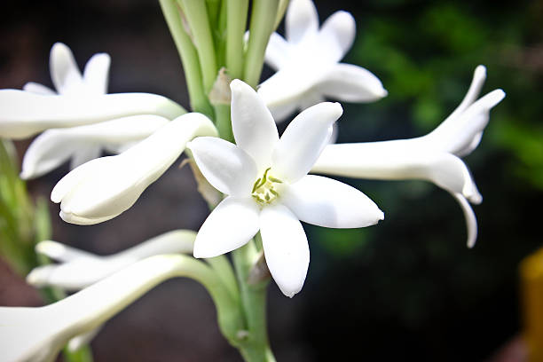 Tuberose Pictures | Download Free Images on Unsplash