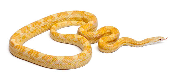 Yellow Snake Pictures | Download Free Images on Unsplash