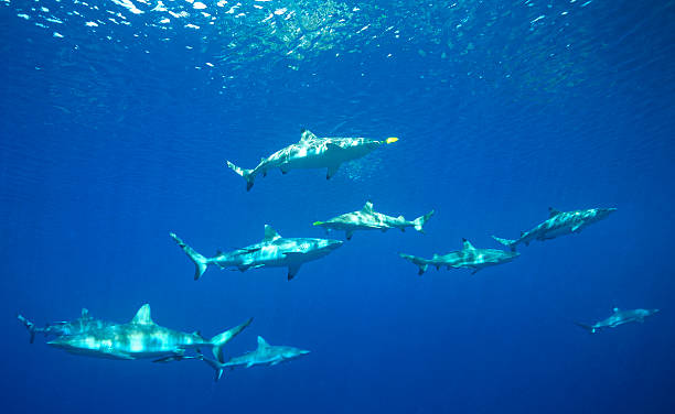 Free Stock Photo of Large Group of Sharks Swimming in the Ocean ...