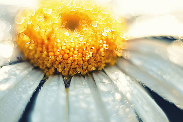 Free Stock Photo of Close-up of Delicate White Daisy Pollen Center ...