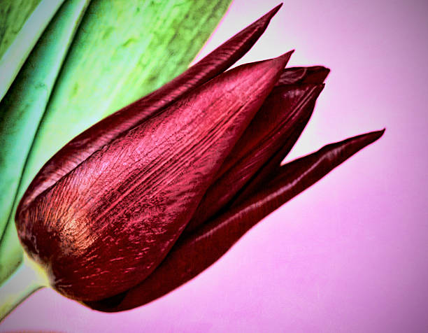 Free picture: Dark red tulip flower with spikes thorns