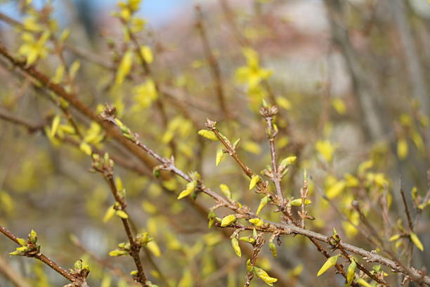 Forsythia Golden Lilac Blossoms - Free photo on Pixabay