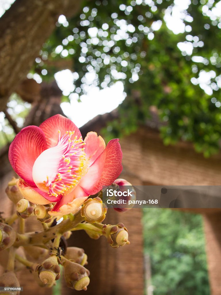 Couroupita Guianensis 또는 캐논볼 로세아 0명에 대한 스톡 사진 및 기타 이미지 0명 꽃 꽃의 구조