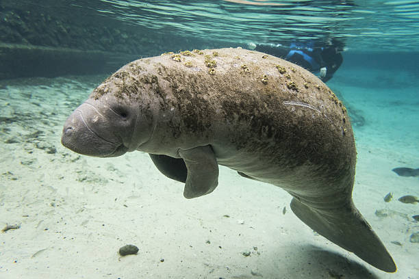 Free picture: two, manatee, rooting, food, bottom, sand