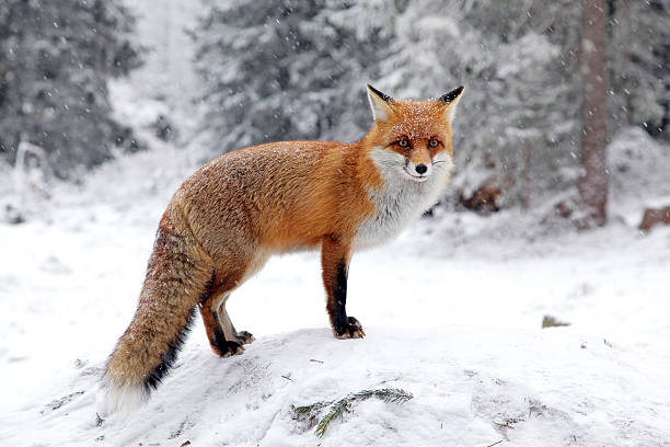 Snow Fox Pictures | Download Free Images on Unsplash