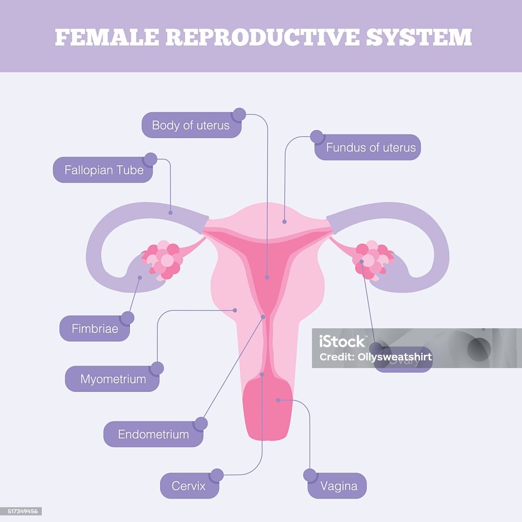 Sistem Reproduksi Wanita Infografis Vektor Datar Ilustrasi Stok Unduh