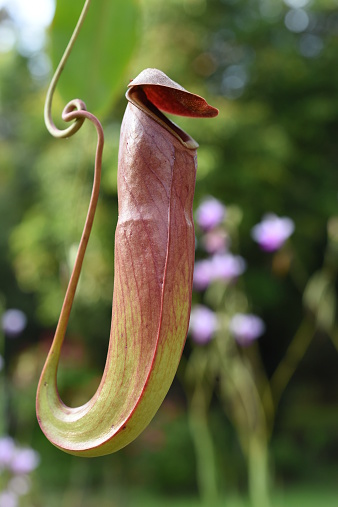 Nepenthes 또는 원숭이 컵 고기에 대한 스톡 사진 및 기타 이미지 고기 곤충 끈끈이주걱 Istock