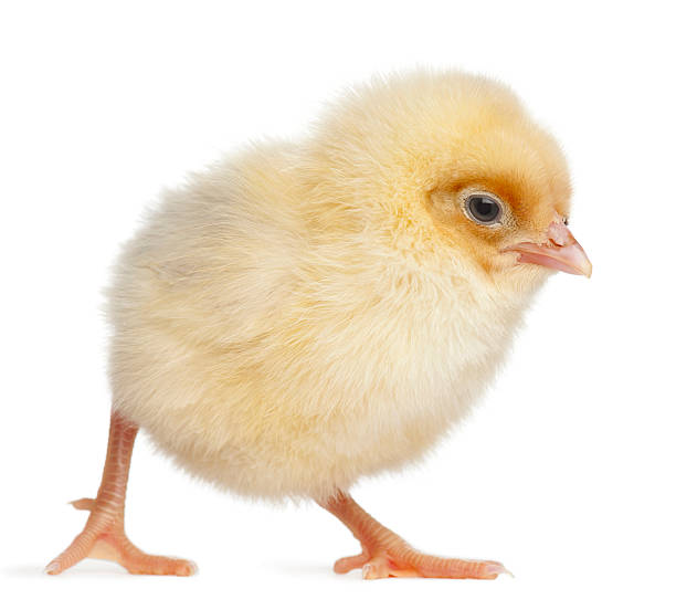 Chick Pictures | Download Free Images on Unsplash