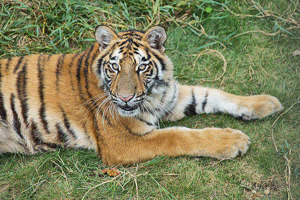 Free Stock Photo of Large Tiger Laying on Lush Green Field | Download ...