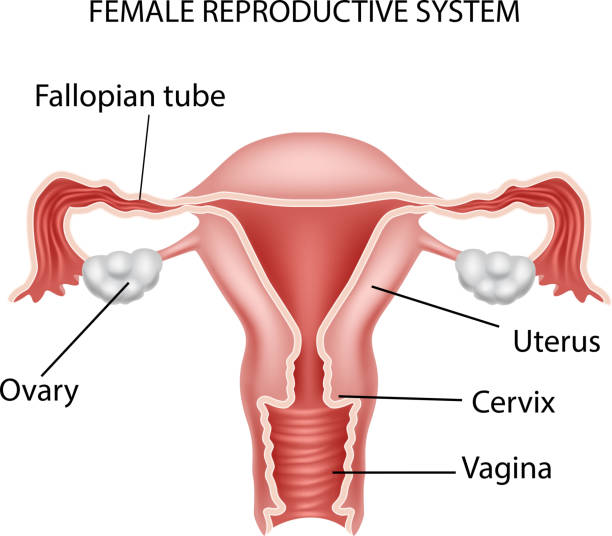 Female Reproductive System Diagram With Labels