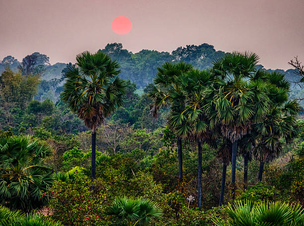 Free Stock Photo of Sun Setting Over Trees in the Jungle | Download ...