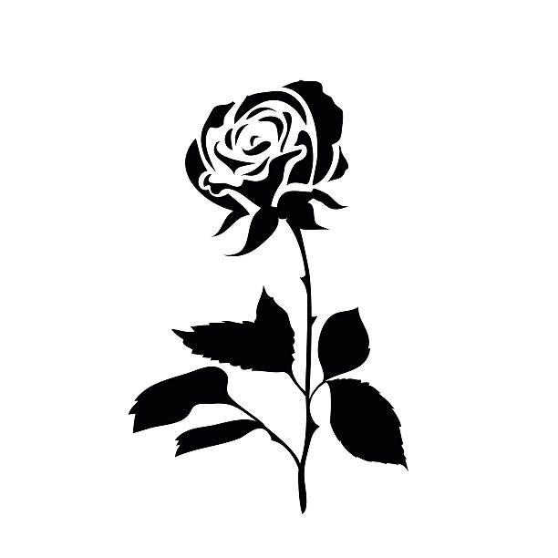 50 Silhouette Of Rose Bush Tattoos Ilustrasi Grafik Vektor And Clip