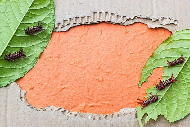 Free Stock Photo of Flay lay of a miniature toy larva on a spaced ...