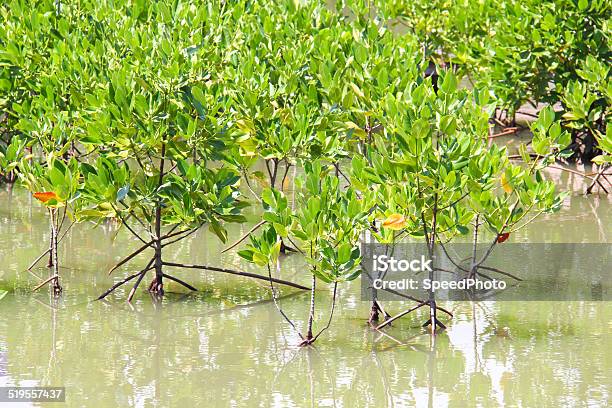 Flora Di Hutan Mangrove Foto Stok Unduh Gambar Sekarang Alam
