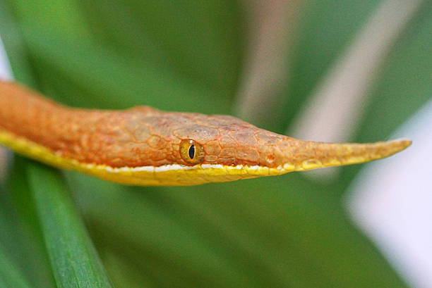 Free picture: nosed, snake