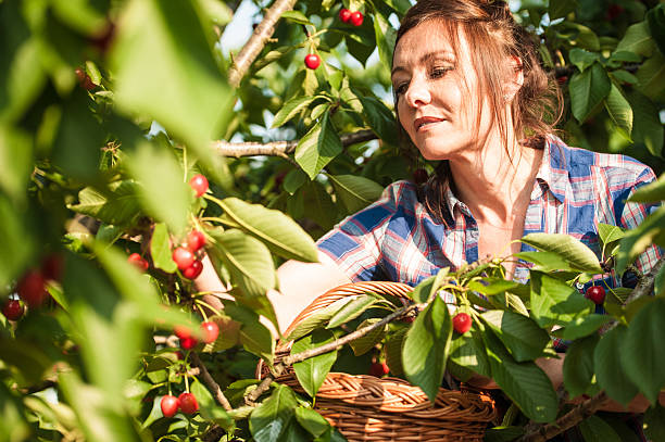 Cherry Picking Pictures | Download Free Images on Unsplash
