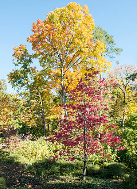 140+ Sourwood Tree Photos Stock Photos, Pictures & Royalty-Free Images ... 140+ Sourwood Tree Photos Stock Photos, Pictures & Royalty-Free Images ...