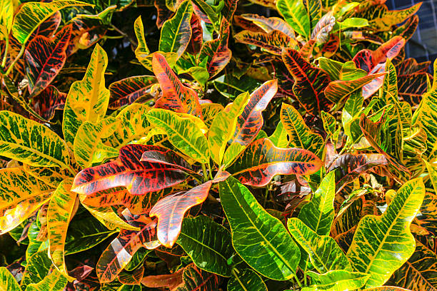 Croton Pictures | Download Free Images on Unsplash