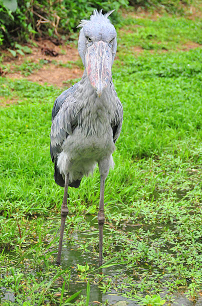 Shoebill Pictures | Download Free Images on Unsplash