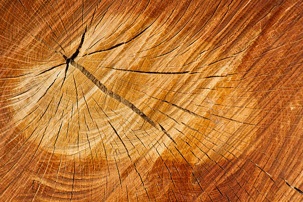 Tronco De Arbol Pictures | Download Free Images on Unsplash