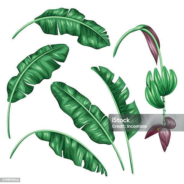 Set Daun Pisang Bergaya Gambar Dekoratif Dengan Dedaunan Tropis