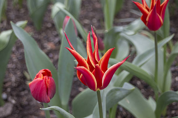 Free picture: Dark red tulip flower with spikes thorns