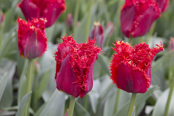 Free picture: Dark red tulip flower with spikes thorns