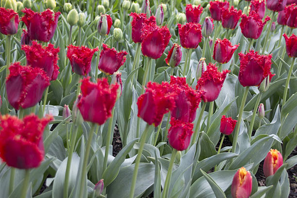 Free picture: Dark red tulip flower with spikes thorns