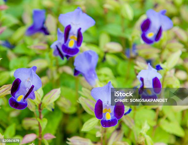 V자형 뼈 꽃 Bluewings Torenia 아름다운 꽃 가든 0명에 대한 스톡 사진 및 기타 이미지 0명 가을 계절