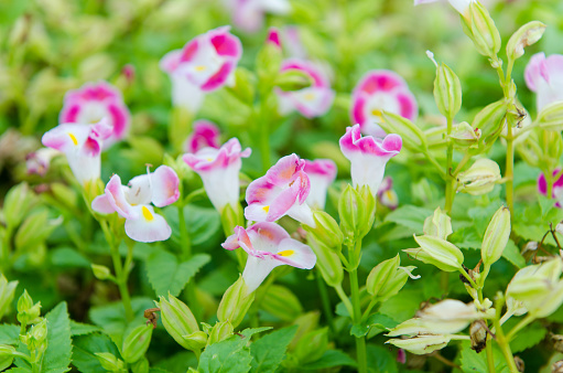 V자형 뼈 꽃 Bluewings Torenia 아름다운 꽃 가든 0명에 대한 스톡 사진 및 기타 이미지 0명 가을 계절
