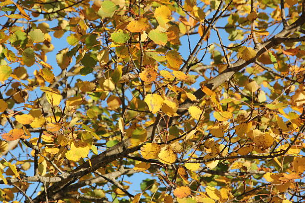 Free picture: sunrays, forest, day, sunny, poplar, trees, autumn, park ...