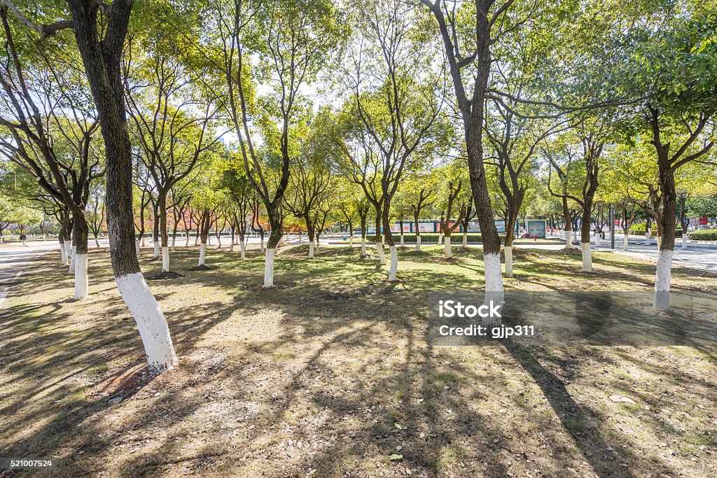 Sunbeams 따르다 통해 나무를 임산 0명에 대한 스톡 사진 및 기타 이미지 0명 가을 계절 Istock