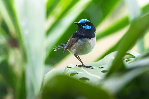 Blue Wren Pictures | Download Free Images on Unsplash