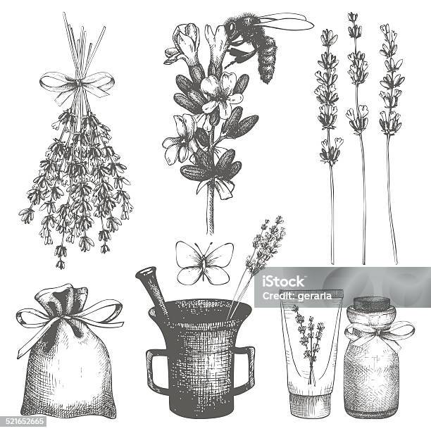Vintage Collection Of Lilac Lavender Flowers Sketch Stock Illustration