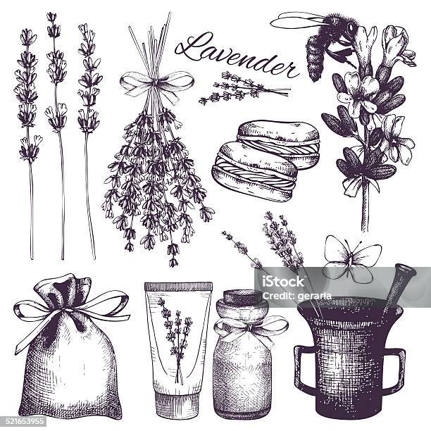Vintage Collection Of Lilac Lavender Flowers Sketch向量圖形及更多薰衣草 植物圖片