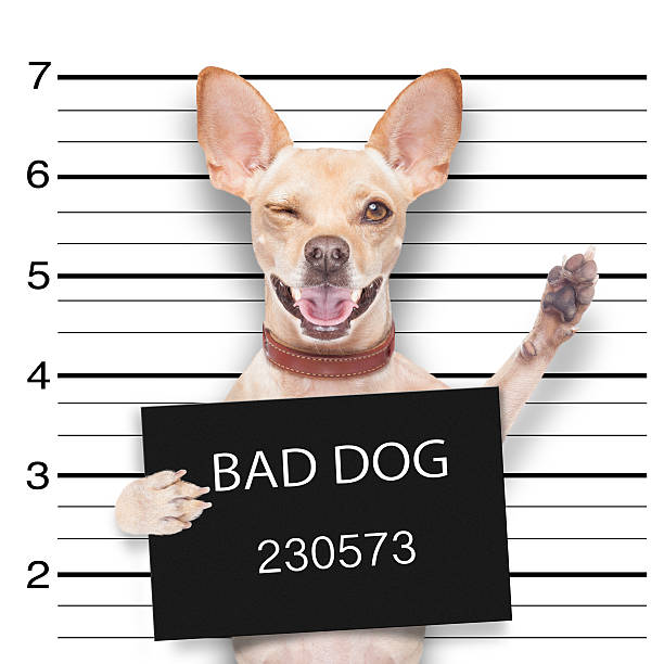 30+ Arrest Mug Shot Prisoner Blackboard Stock Photos, Pictures ... 30+ Arrest Mug Shot Prisoner Blackboard Stock Photos, Pictures ...