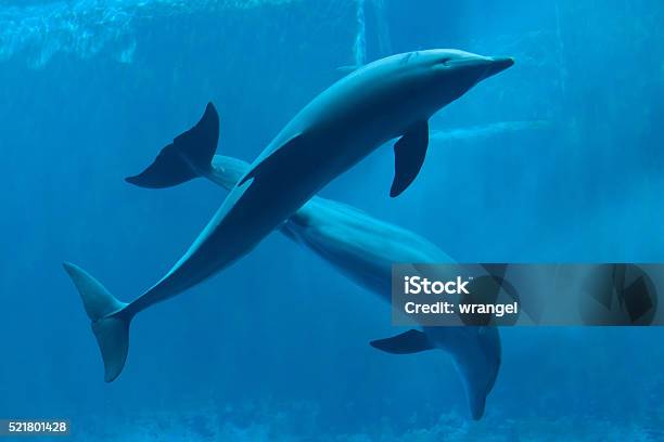 Lumbalumba Hidung Botol Umum Foto Stok - Unduh Gambar Sekarang - iStock Lumbalumba Hidung Botol Umum Foto Stok - Unduh Gambar Sekarang - iStock