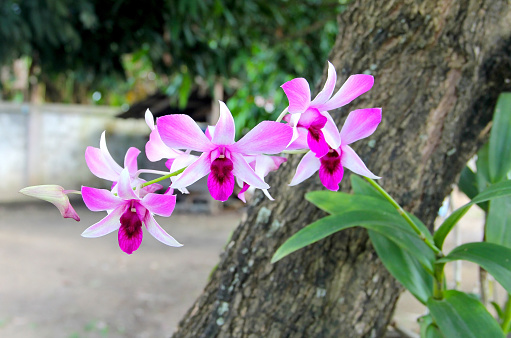 Anggrek Parasit Bunga Anggrek Yang Indah Foto Stok - Unduh Gambar ... Anggrek Parasit Bunga Anggrek Yang Indah Foto Stok - Unduh Gambar ...