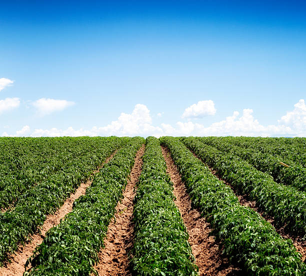 Potato Farm Pictures | Download Free Images on Unsplash